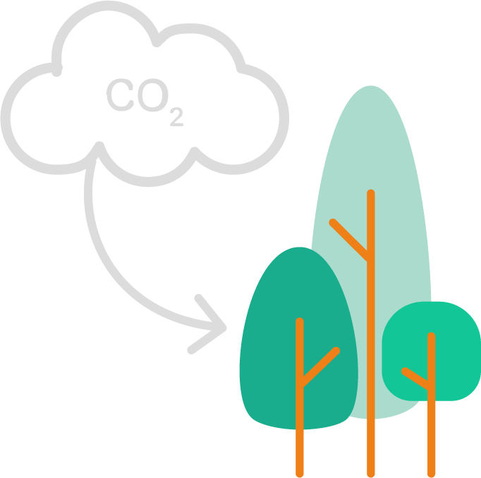 Clear Timber Analytics